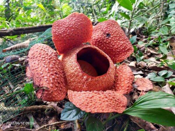 Rafflesia mekar di Taman Pertanian Sabah, Tenom - Deasoka